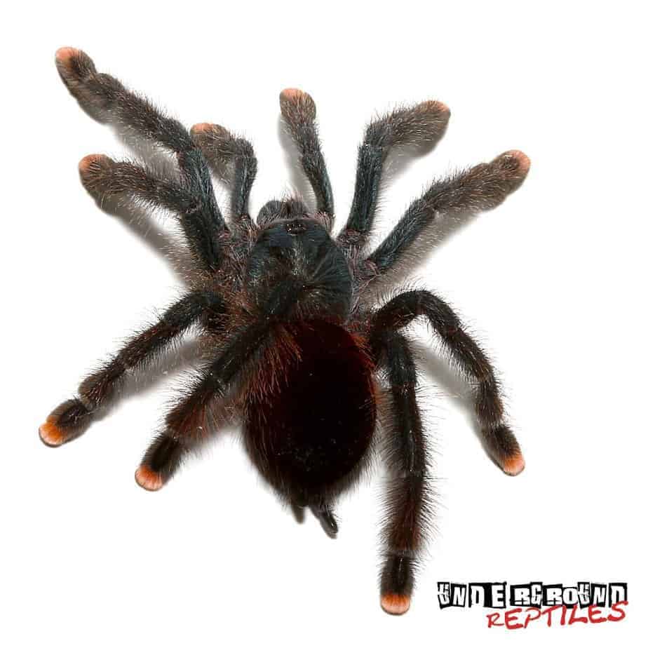 Pinktoe Tarantula - Underground Reptiles