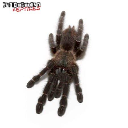 Purple Earth Tiger For Sale - Underground Reptiles