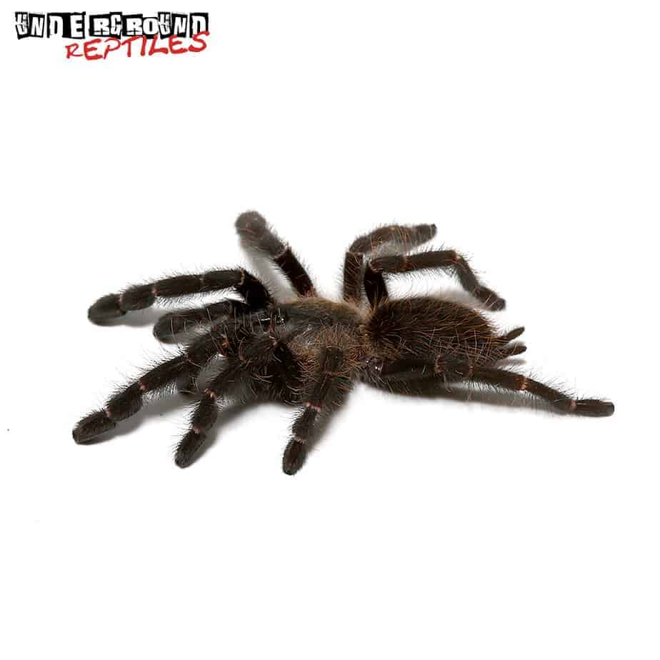 Purple Earth Tiger Tarantula - Underground Reptiles