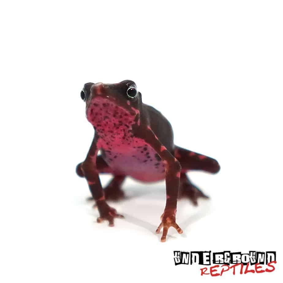 Purple Harlequin Toad For Sale - Underground Reptiles