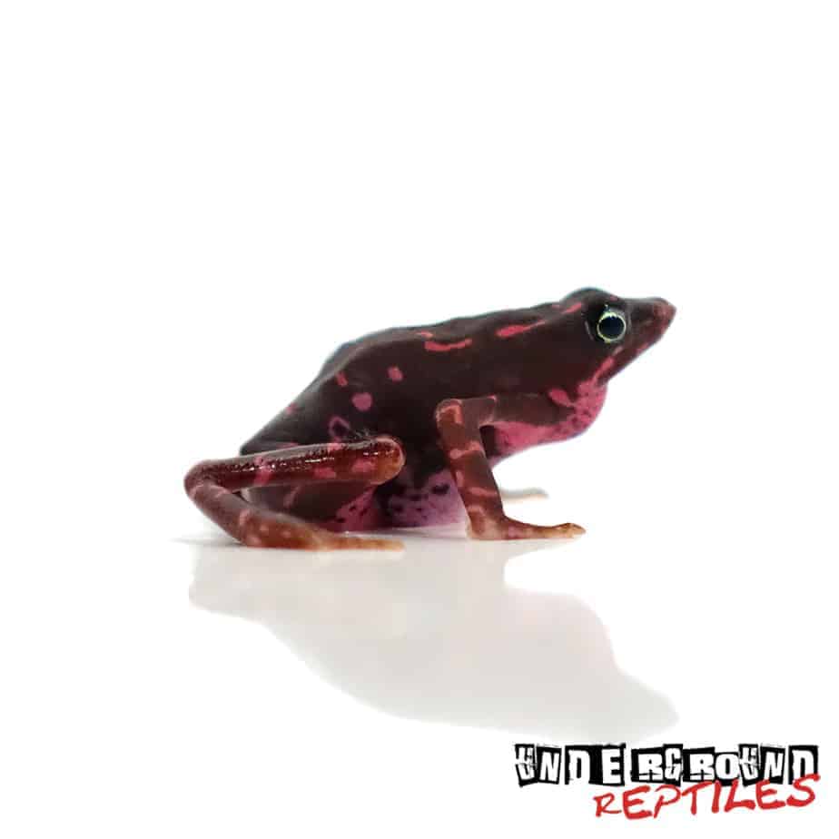 Purple Harlequin Toad For Sale - Underground Reptiles