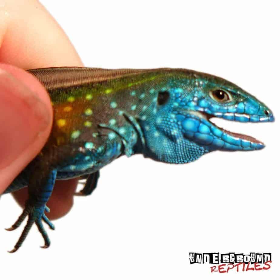 Rainbow Whiptail - Underground Reptiles