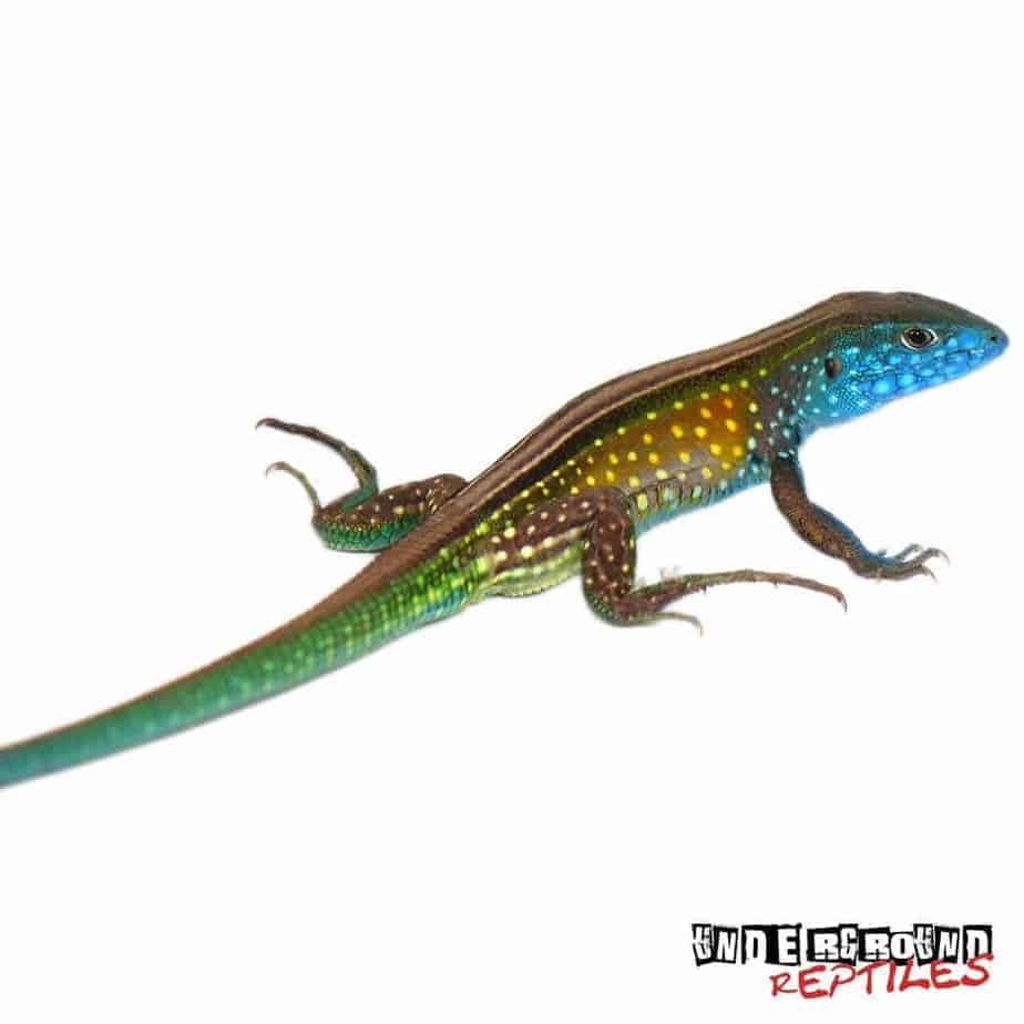 Rainbow Whiptail - Underground Reptiles