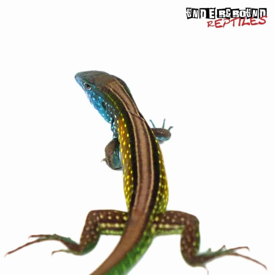 Rainbow Whiptail - Underground Reptiles
