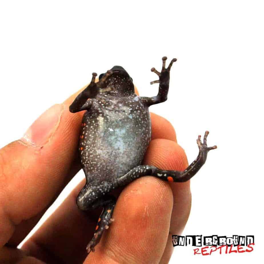 Red and Black Walking Frogs For Sale - Underground Reptiles
