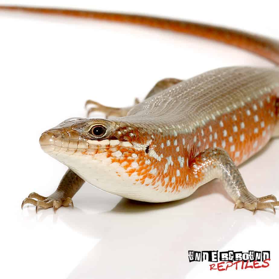 Red Sided Skink - Underground Reptiles