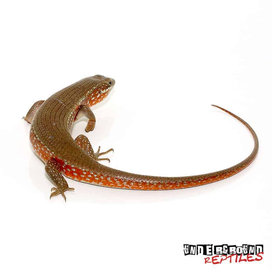 Red Sided Skink - Underground Reptiles