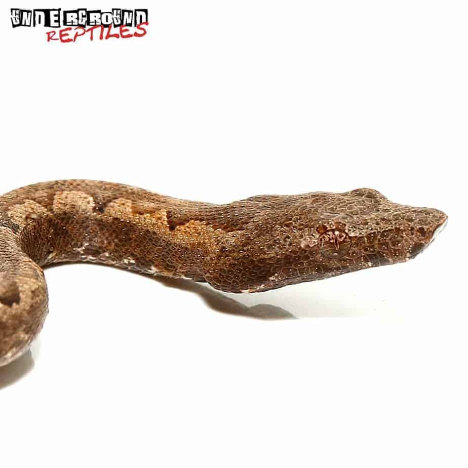 Baby Solomon Island Ground Boa - Underground Reptiles