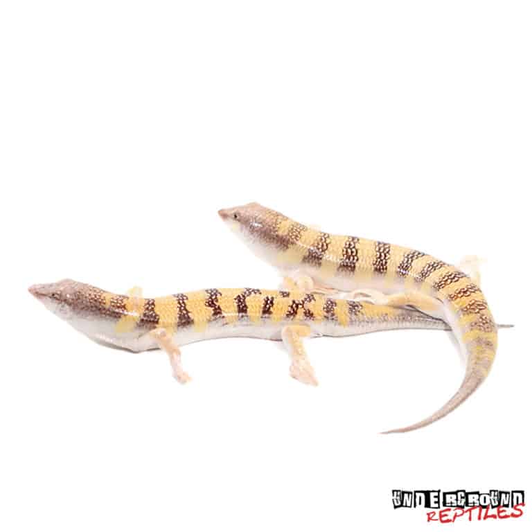 Sand Fish - For Sale Underground Reptiles