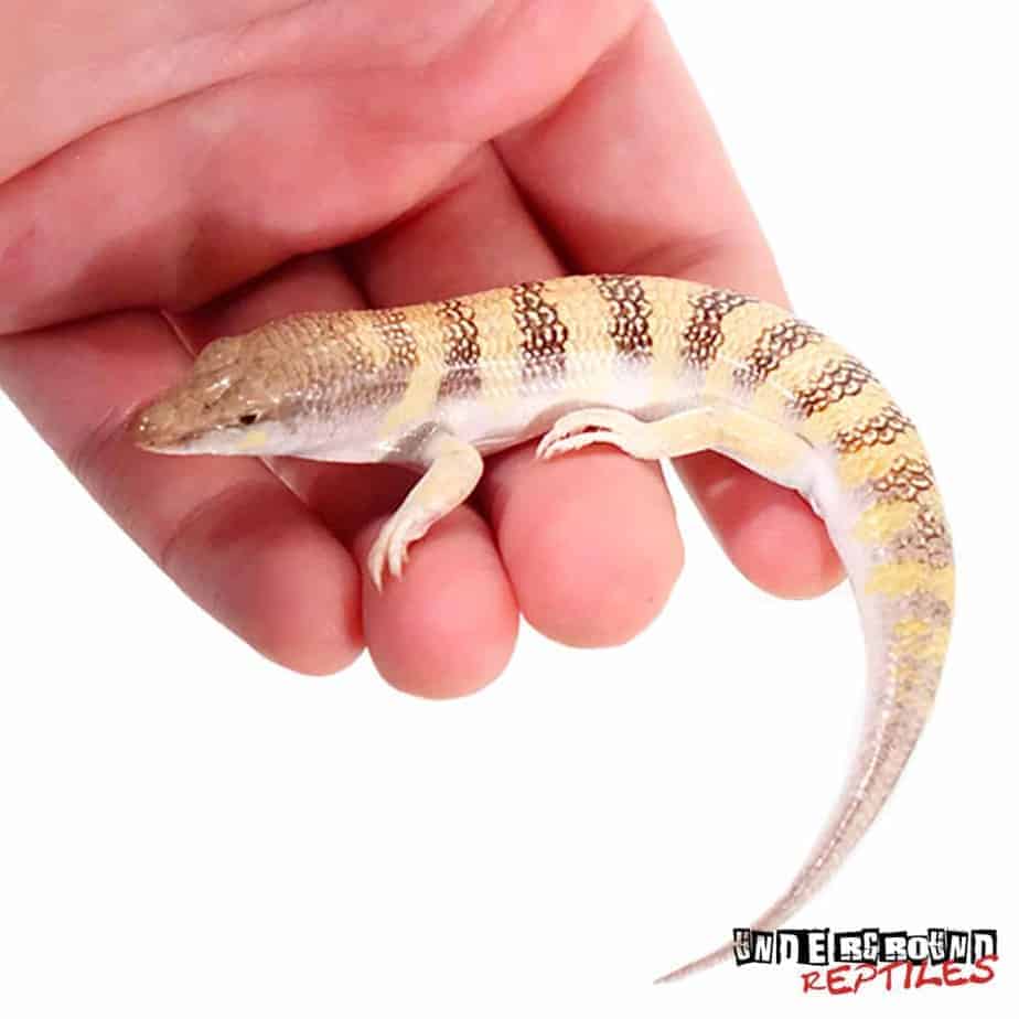 Sand Fish - For Sale Underground Reptiles