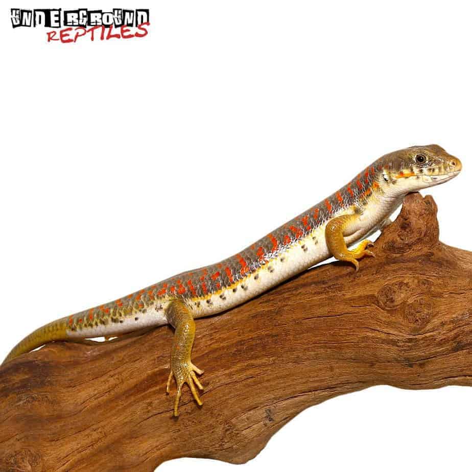 Schneider Skink For Sale - Underground Reptiles
