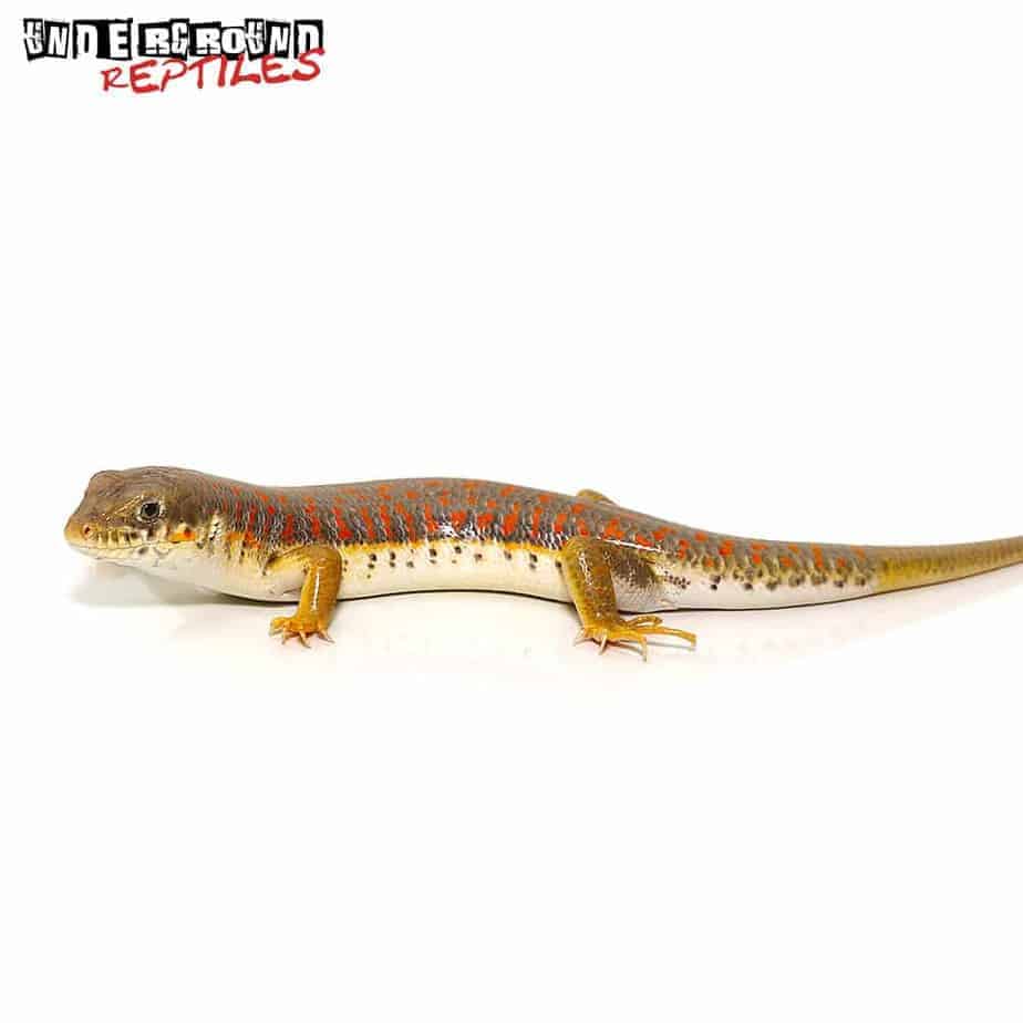 Schneider Skink For Sale - Underground Reptiles