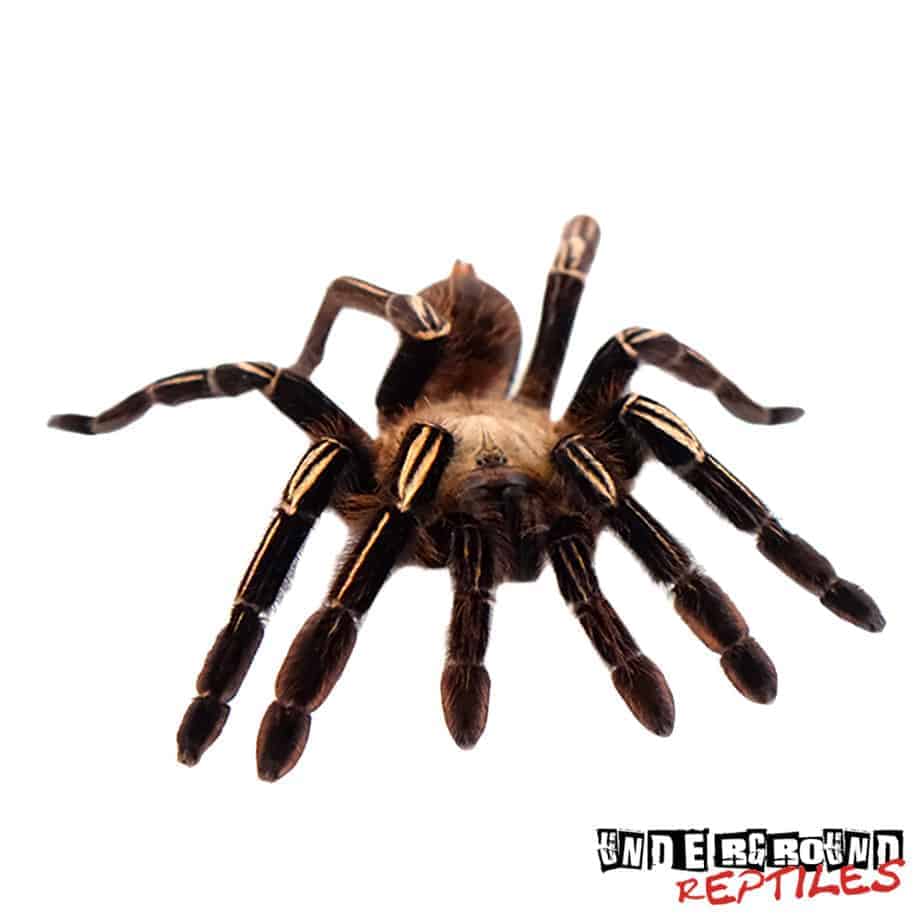 Skeleton Leg Tarantula - Underground Reptiles