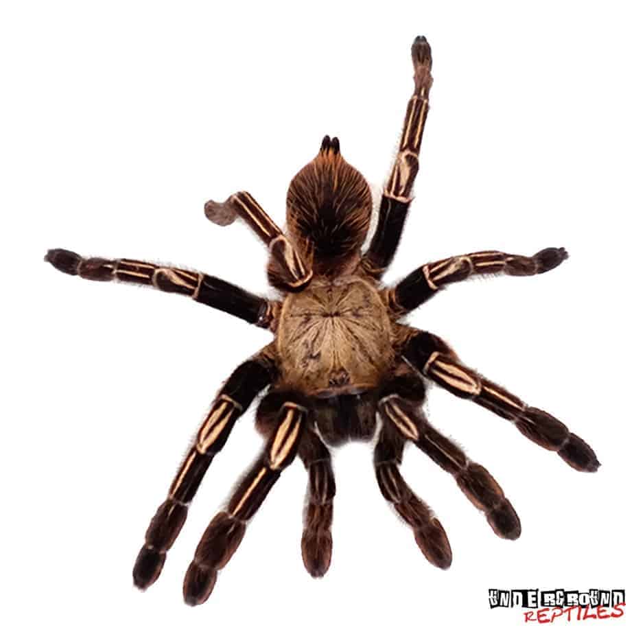 Skeleton Leg Tarantula - Underground Reptiles