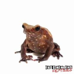 Smooth Sided Toads For Sale - Underground Reptiles