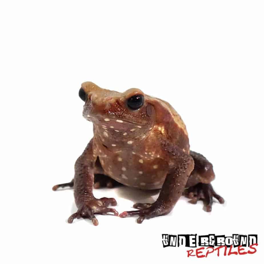 Smooth Sided Toads For Sale - Underground Reptiles