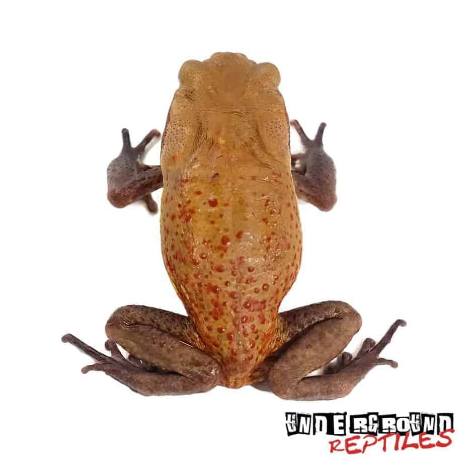Smooth Sided Toads For Sale - Underground Reptiles
