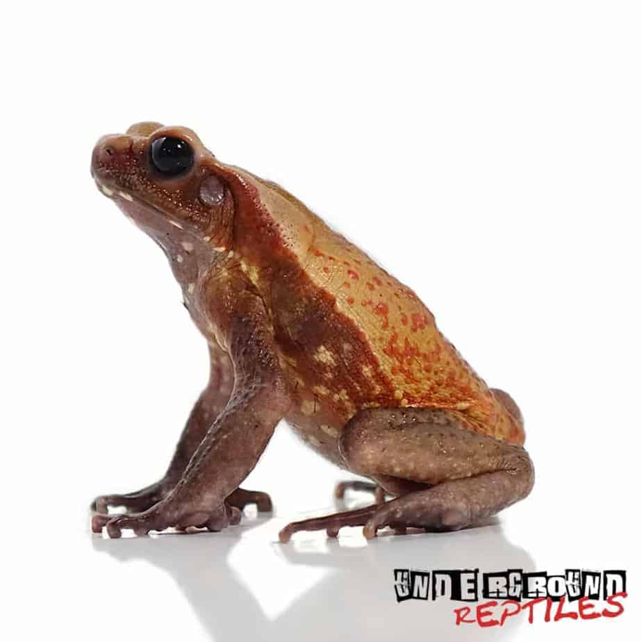 Smooth Sided Toads For Sale - Underground Reptiles