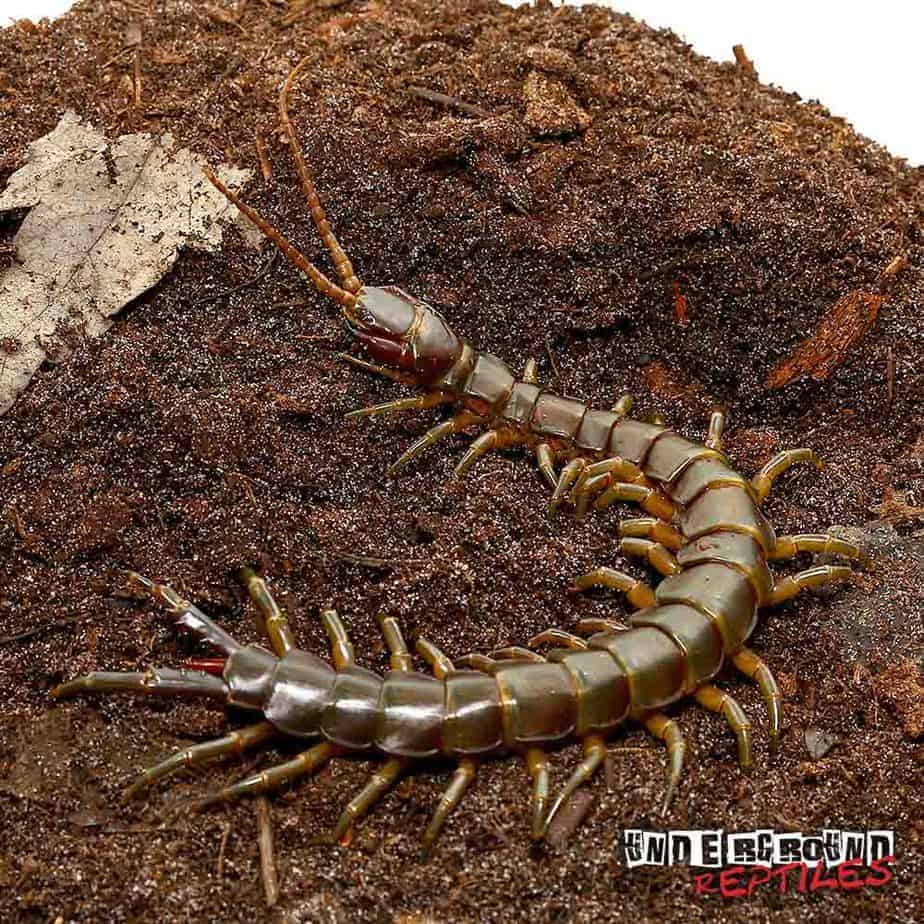 Solomon Island Giant Green Centipede - Underground Reptiles