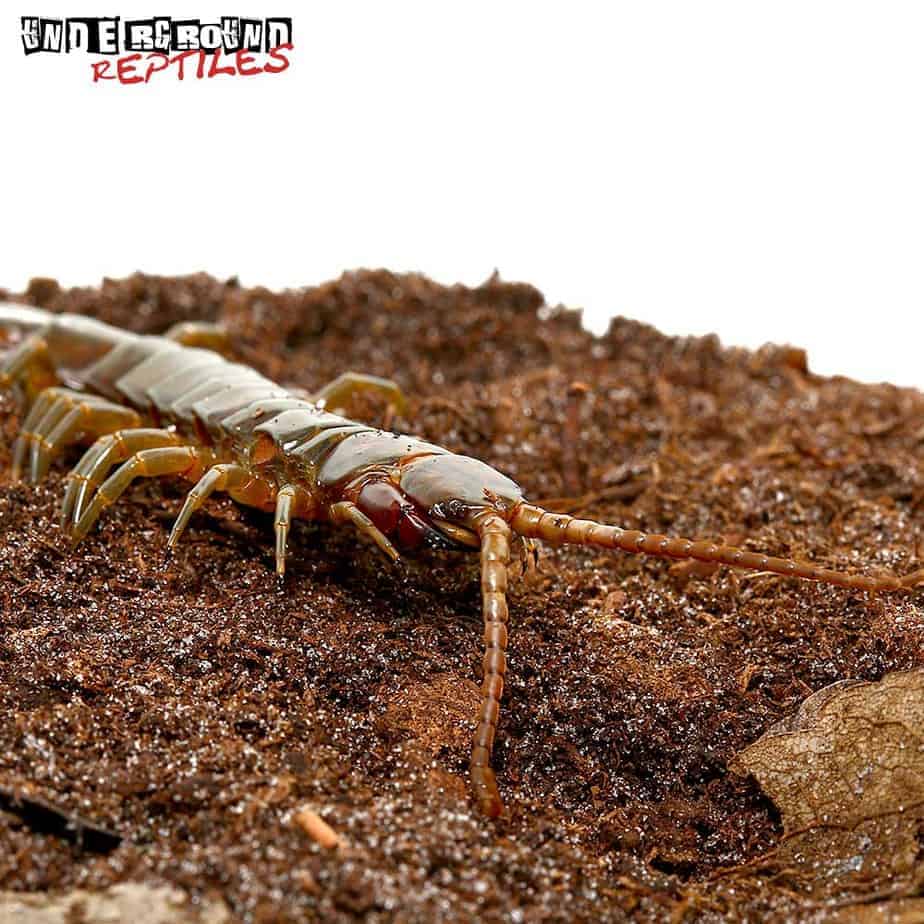Solomon Island Giant Green Centipede - Underground Reptiles