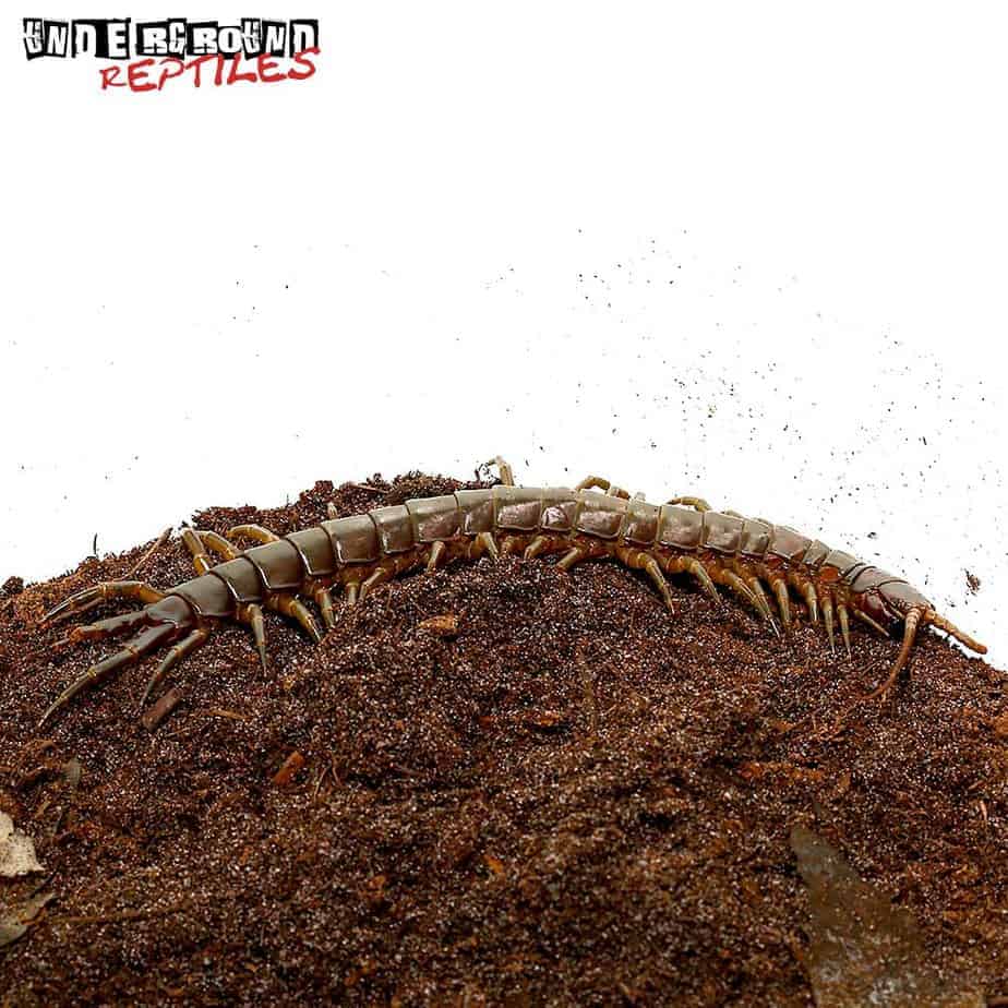 Solomon Island Giant Green Centipede - Underground Reptiles