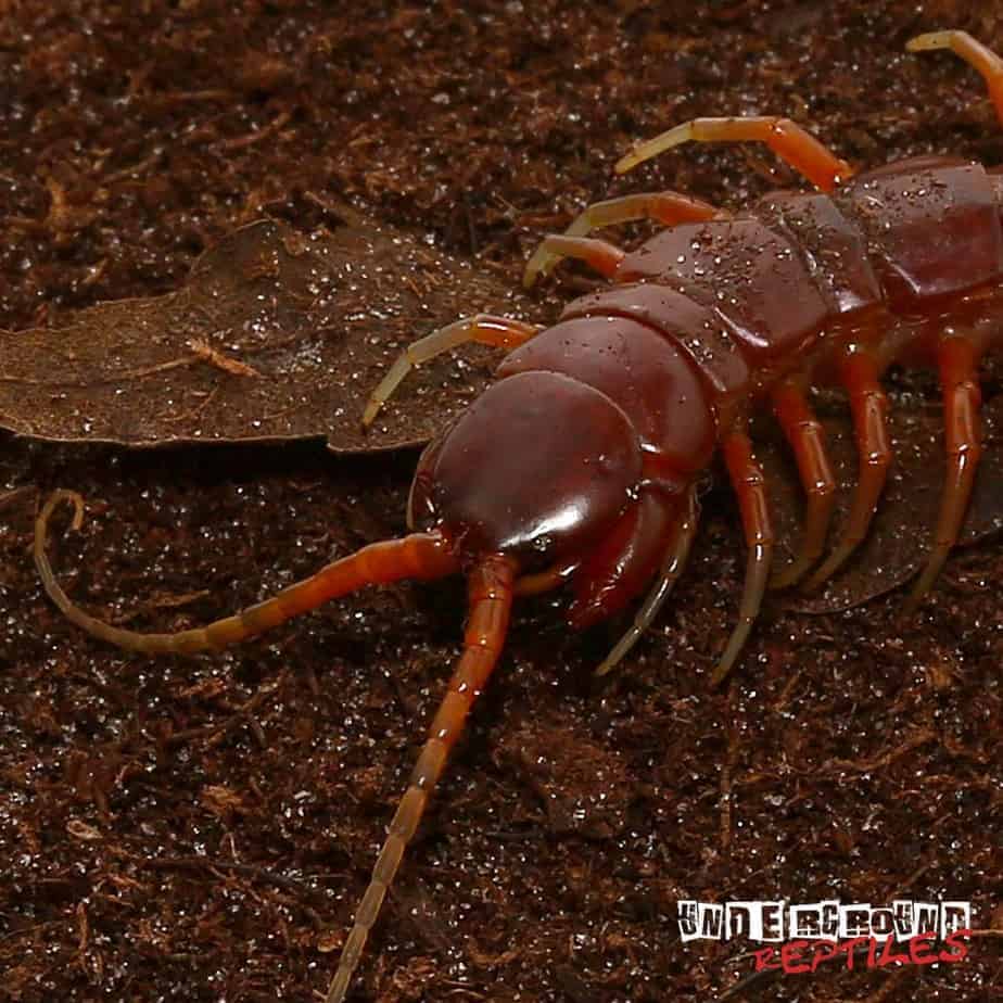 Solomon Island Giant Red Centipede - Underground Reptiles