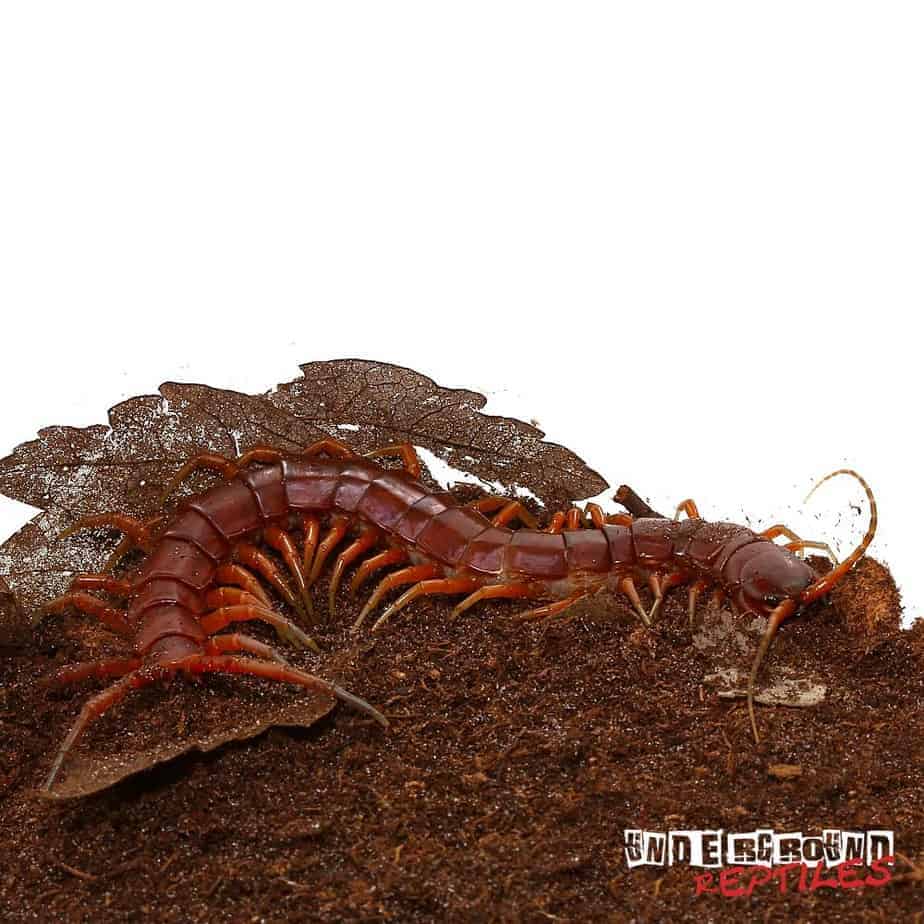 Solomon Island Giant Red Centipede - Underground Reptiles