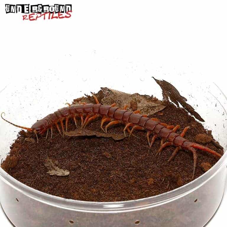 Solomon Island Giant Red Centipede - Underground Reptiles