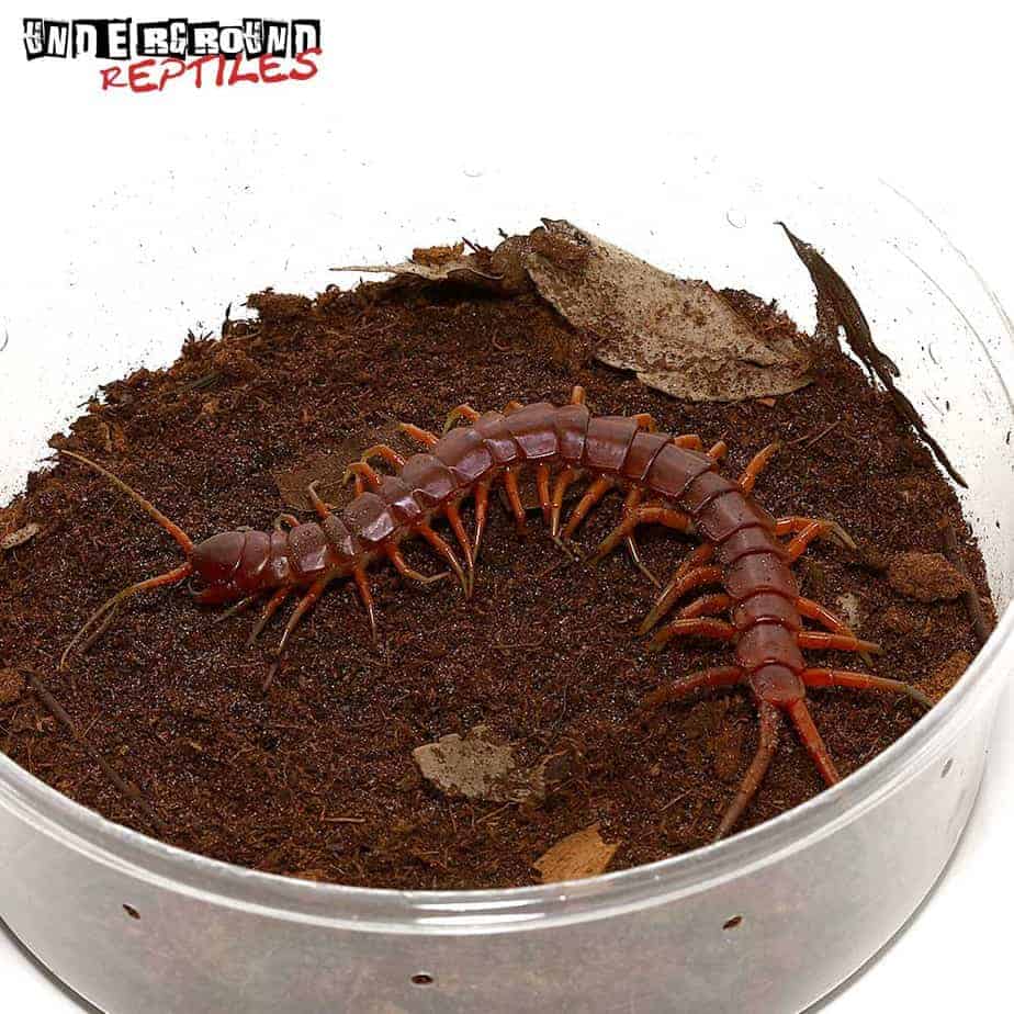 Solomon Island Giant Red Centipede - Underground Reptiles