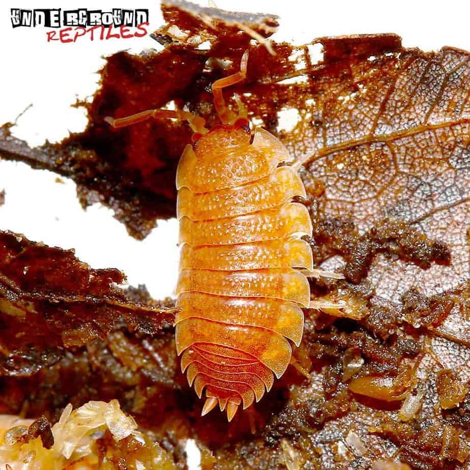 Porcellio Scaber "Spanish Orange" Isopod - Underground Reptiles