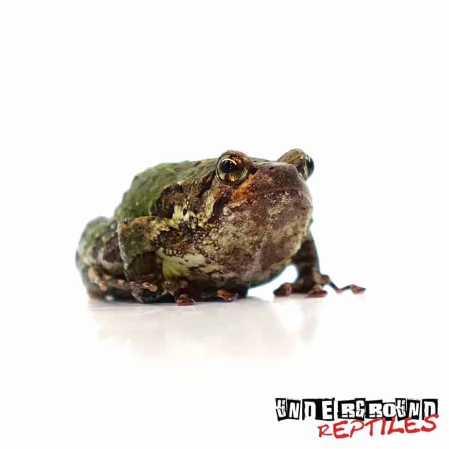 Spiny Hopper Frog For Sale - Underground Reptiles