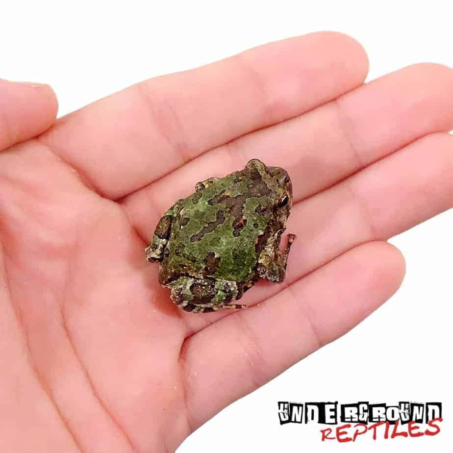 Spiny Hopper Frog For Sale - Underground Reptiles