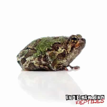 Spiny Hopper Frog For Sale - Underground Reptiles