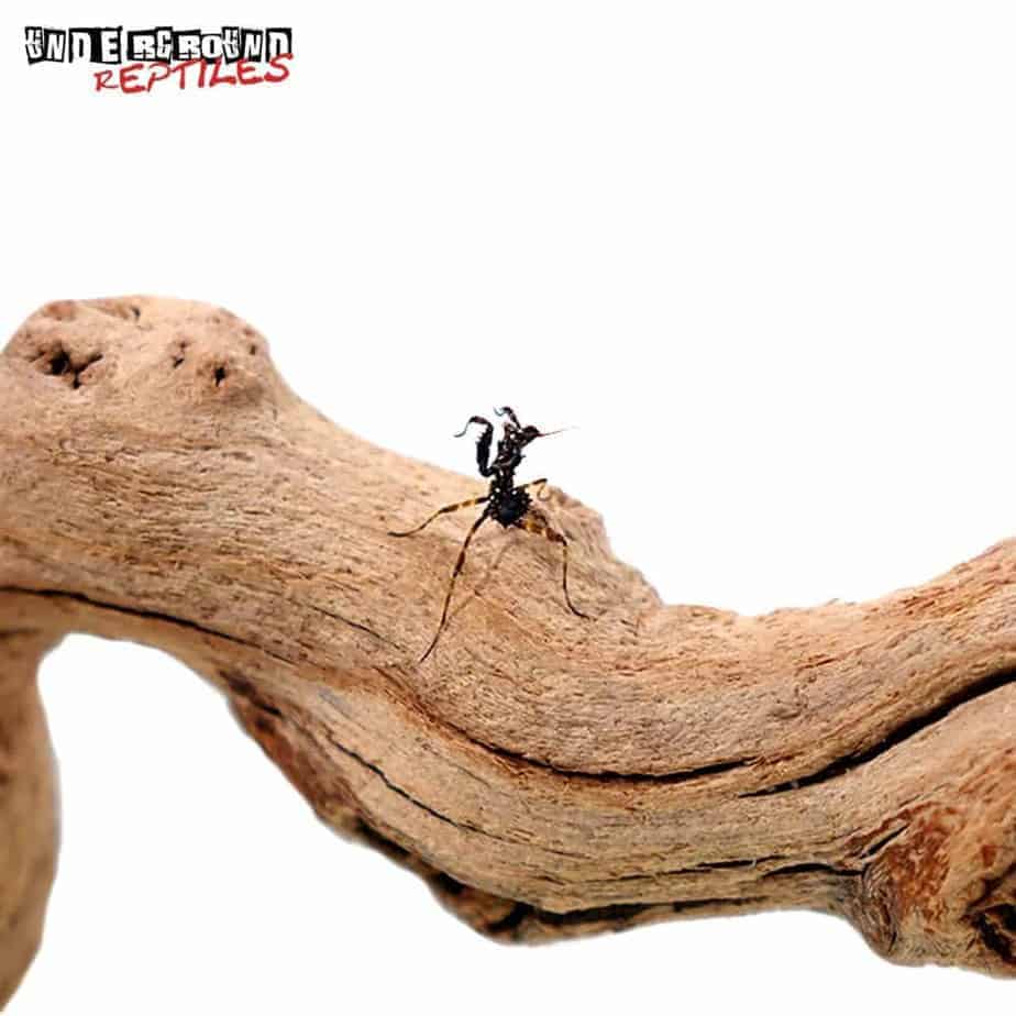 Spiny Flower Mantis - Underground Reptiles