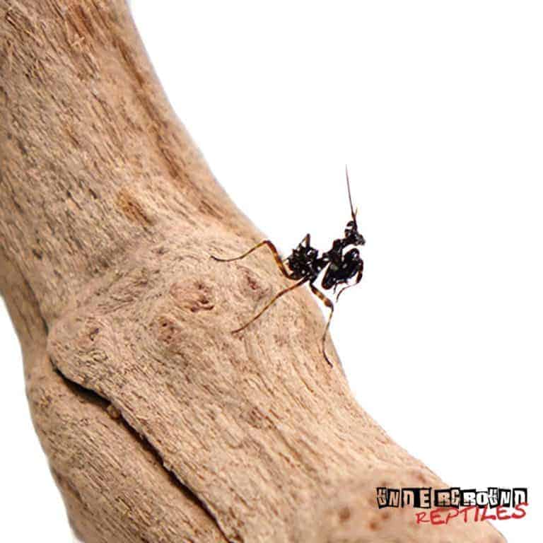 Spiny Flower Mantis - Underground Reptiles