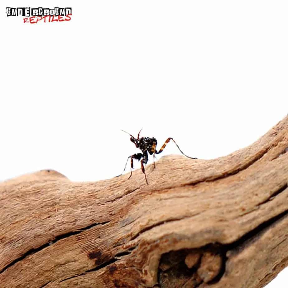 Spiny Flower Mantis - Underground Reptiles
