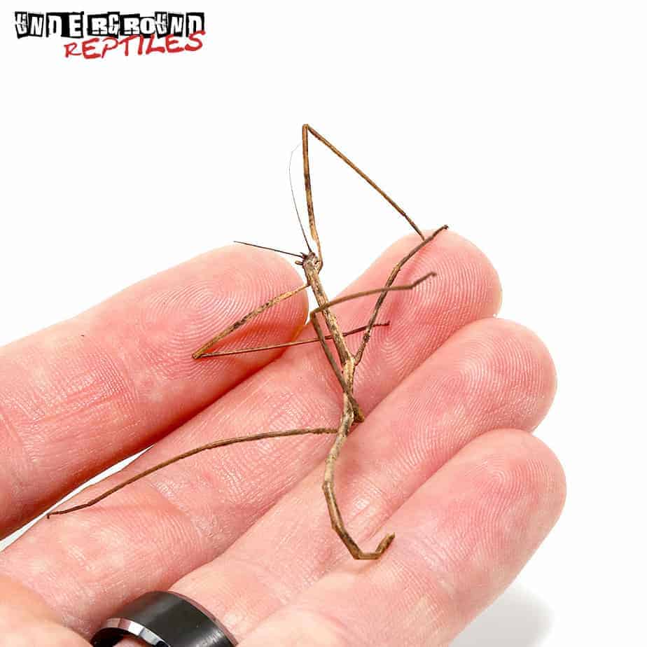 Stick Insect - Underground Reptiles