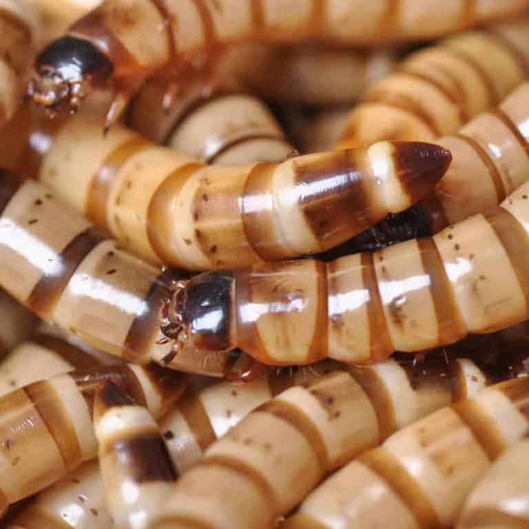 Superworms For Sale - Underground Reptiles