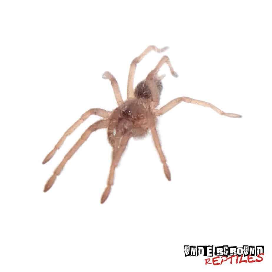 Thailand Fawn Tarantula For Sale - Underground Reptiles