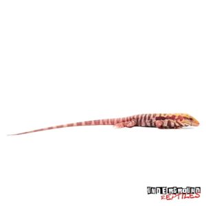 Baby Albino Tiger Ice Tegus For Sale - Underground Reptiles