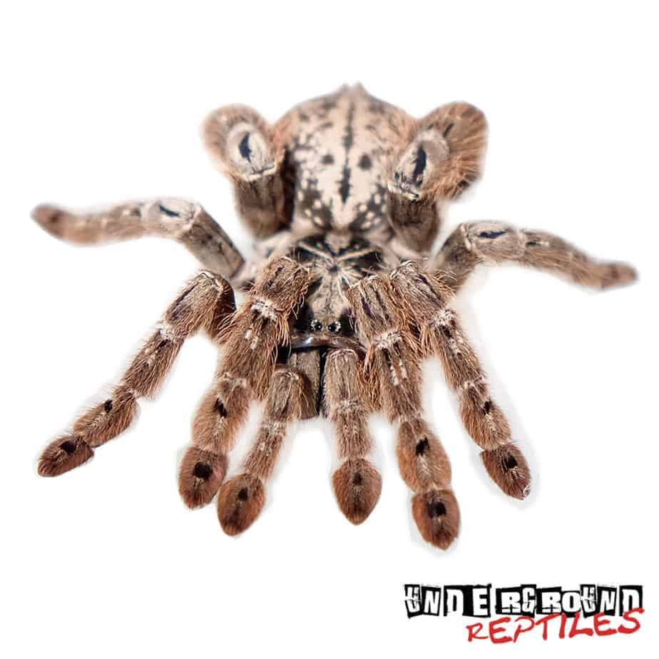 Togo Starburst Baboon Tarantulas For Sale - Underground Reptiles