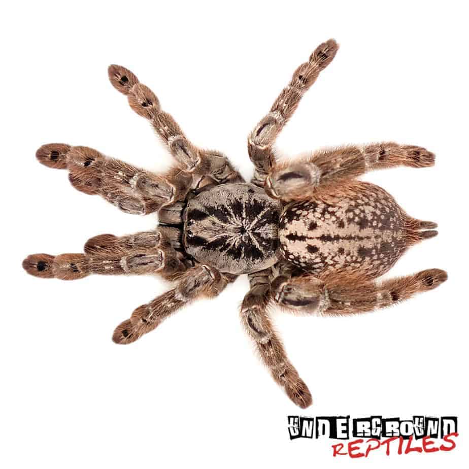 Togo Starburst Baboon Tarantulas For Sale - Underground Reptiles