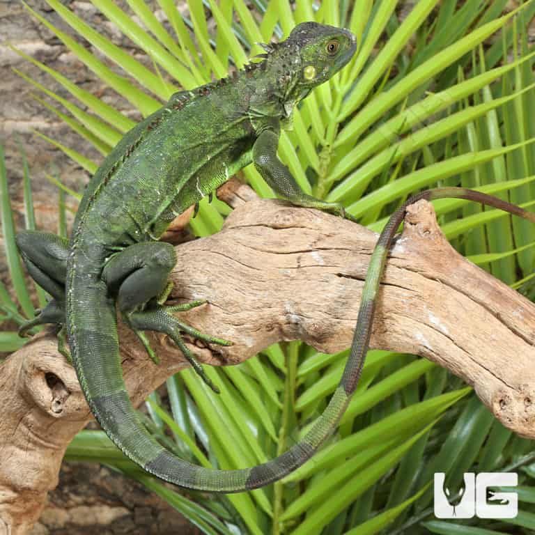 2-3 Foot Green Iguanas (Iguana iguana) For Sale - Underground Reptiles