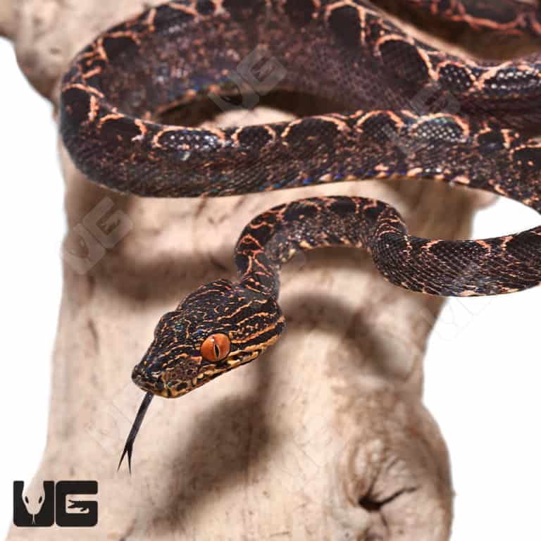 Baby Halloween Phase Amazon Tree Boas For Sale - Underground Reptiles