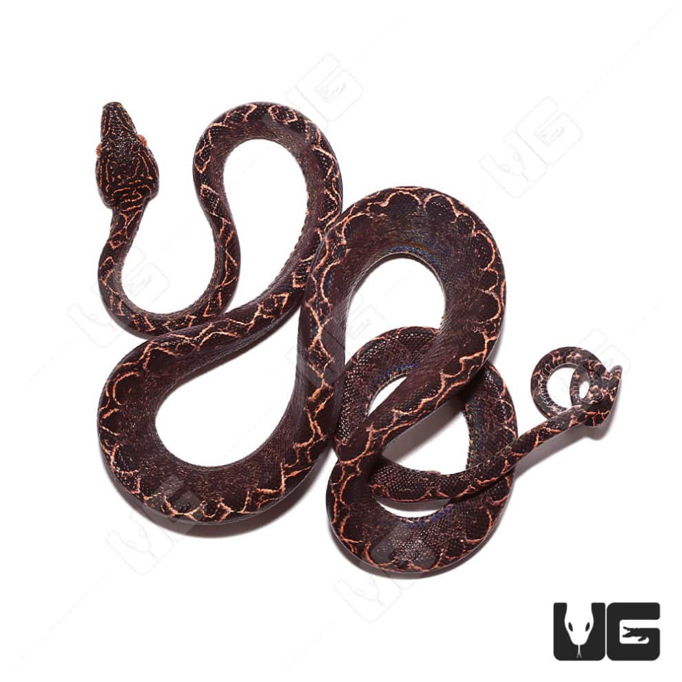 Baby Halloween Phase Amazon Tree Boas For Sale - Underground Reptiles
