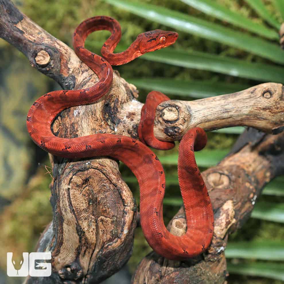 Baby Halloween Phase Amazon Tree Boas For Sale - Underground Reptiles