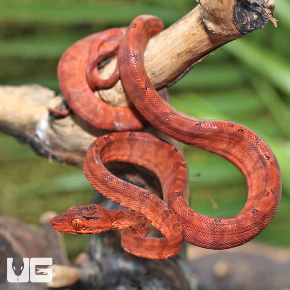 Baby Halloween Phase Amazon Tree Boas For Sale - Underground Reptiles