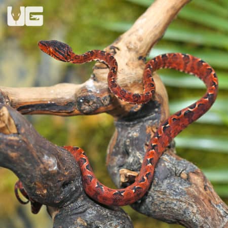 Baby Halloween Phase Amazon Tree Boas For Sale - Underground Reptiles