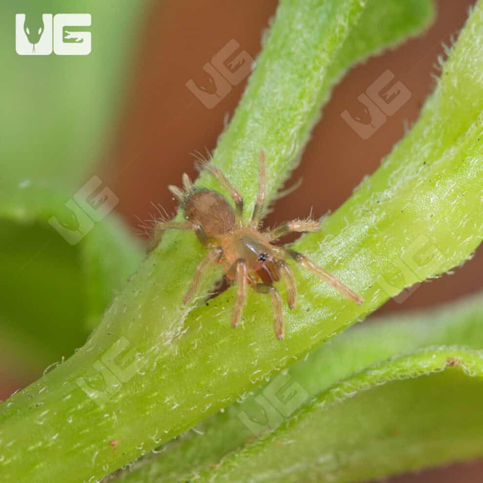 Trinidad Dwarf Tiger Tarantula For Sale - Underground Reptiles