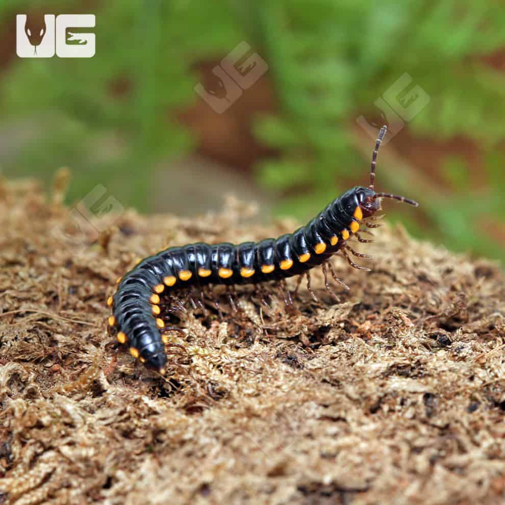 Yellow And Black Dragon Millipede (Orthomorpha Communis) For Sale ...